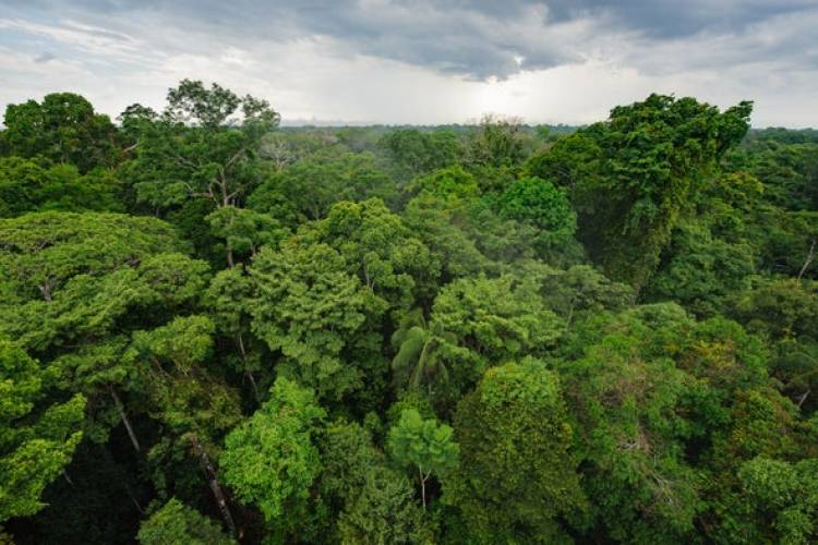 Indigenous communities combat deforestation with smartphones - Varient